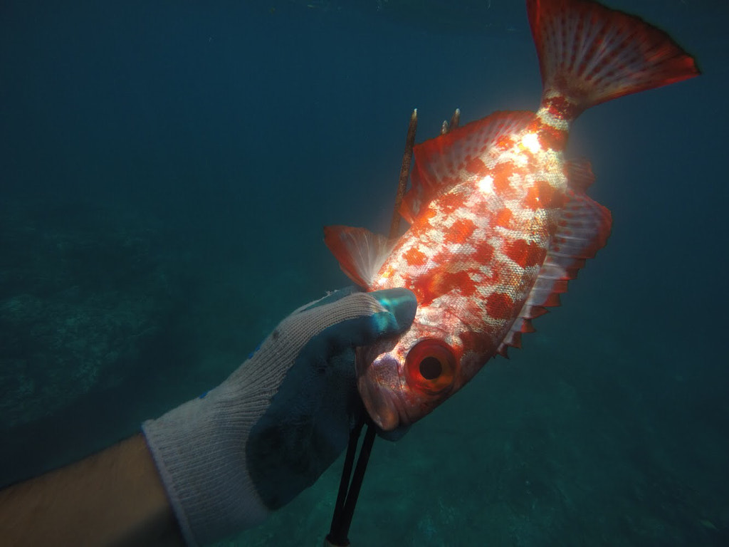 Aweoweo by Mana / 500px