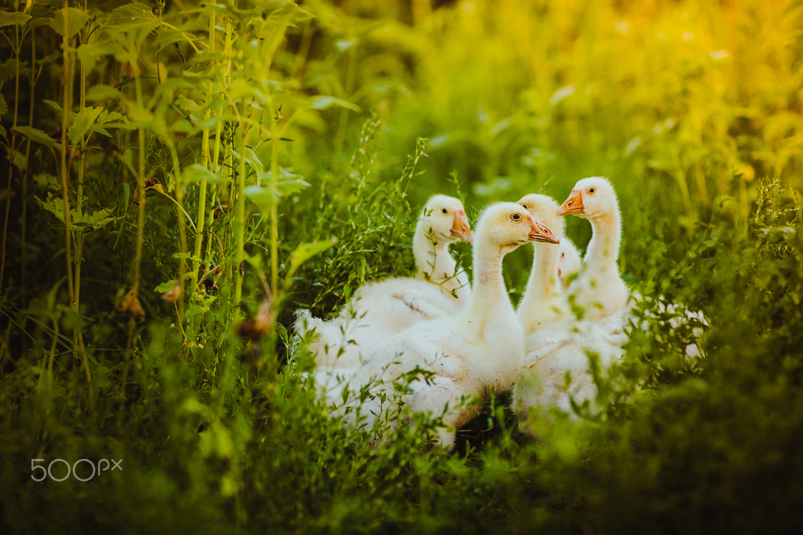 Ruslan Grigoriev (Ruslan117) Photos / 500px