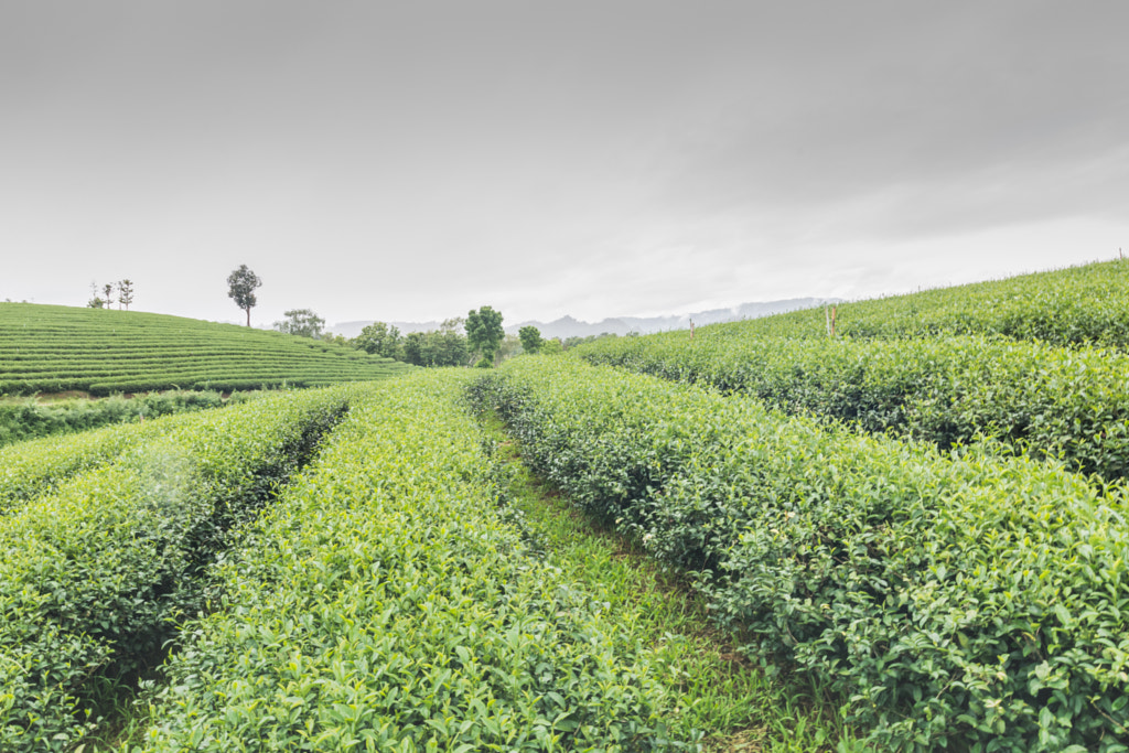 Tea farm in North Thailand, South East Asia. by Sarun Peangchan / 500px