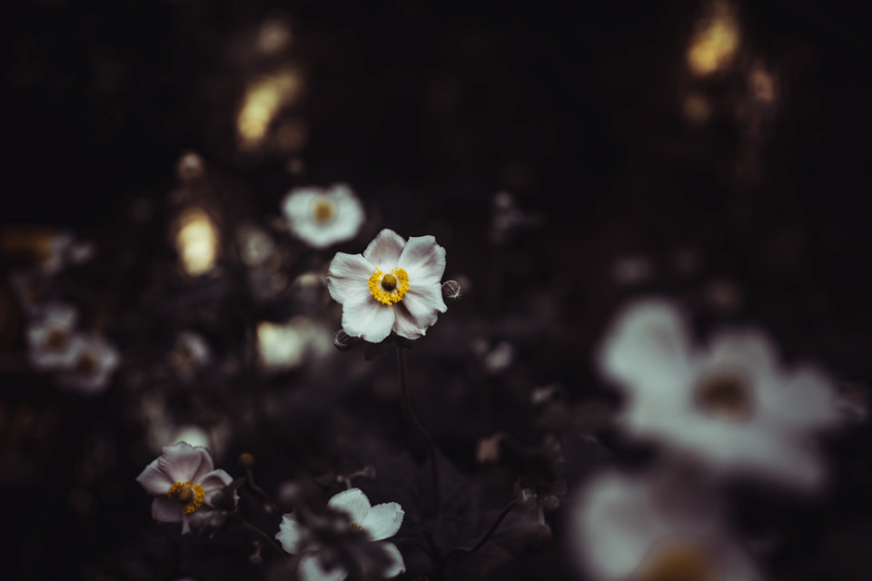 The Secret Garden by Claudia Samples / 500px