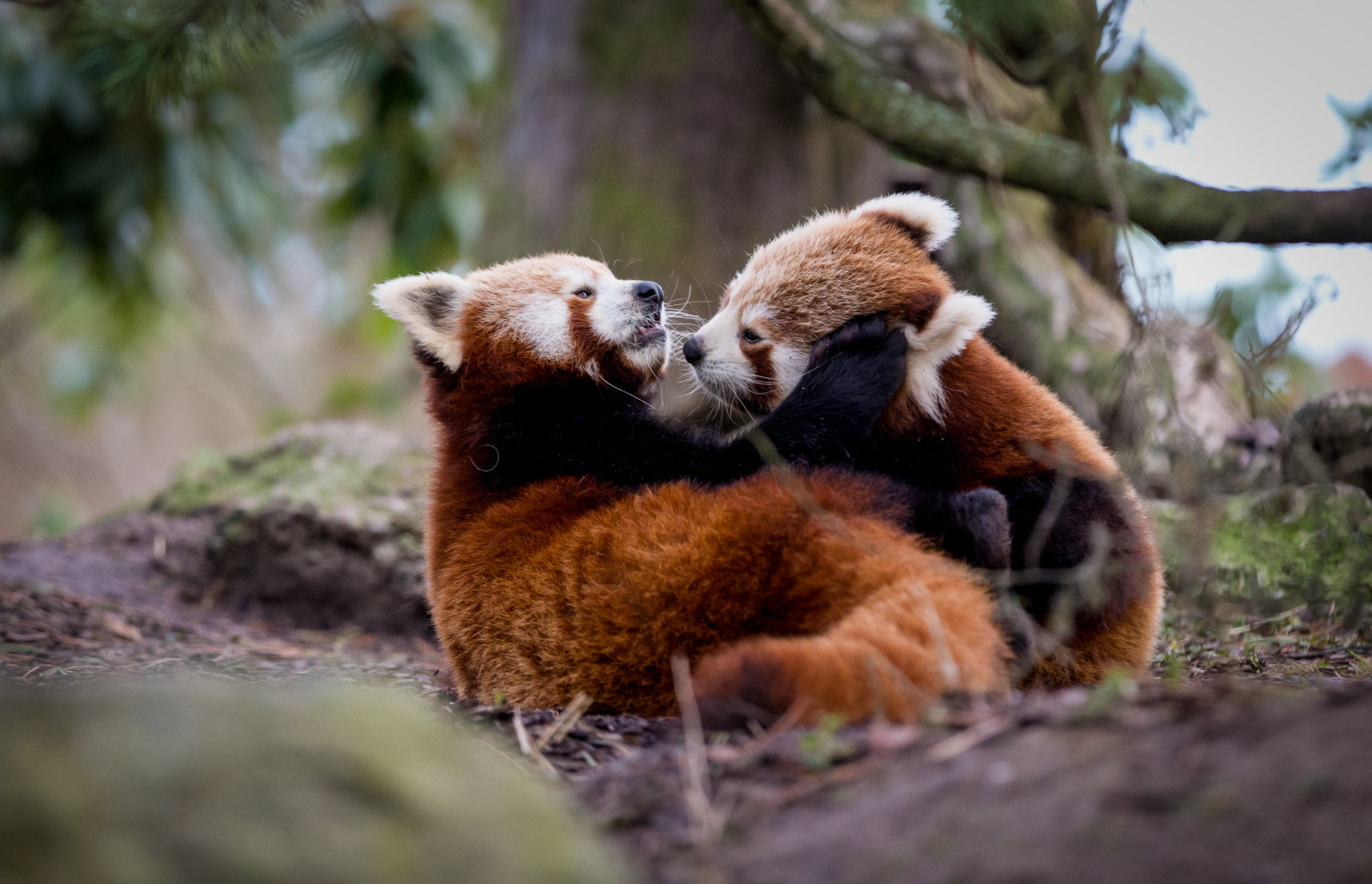 Playing red panda cubs by Frank Rønsholt - Photo 22372097 / 500px