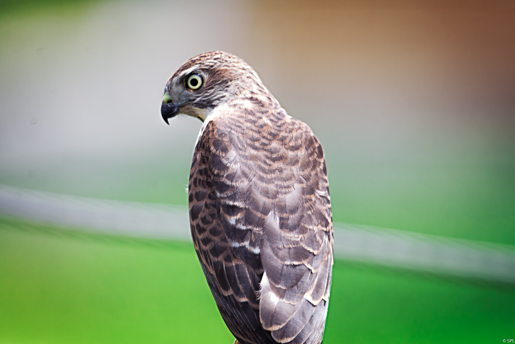 The Hawk by Shashi Prabha Lohiya / 500px
