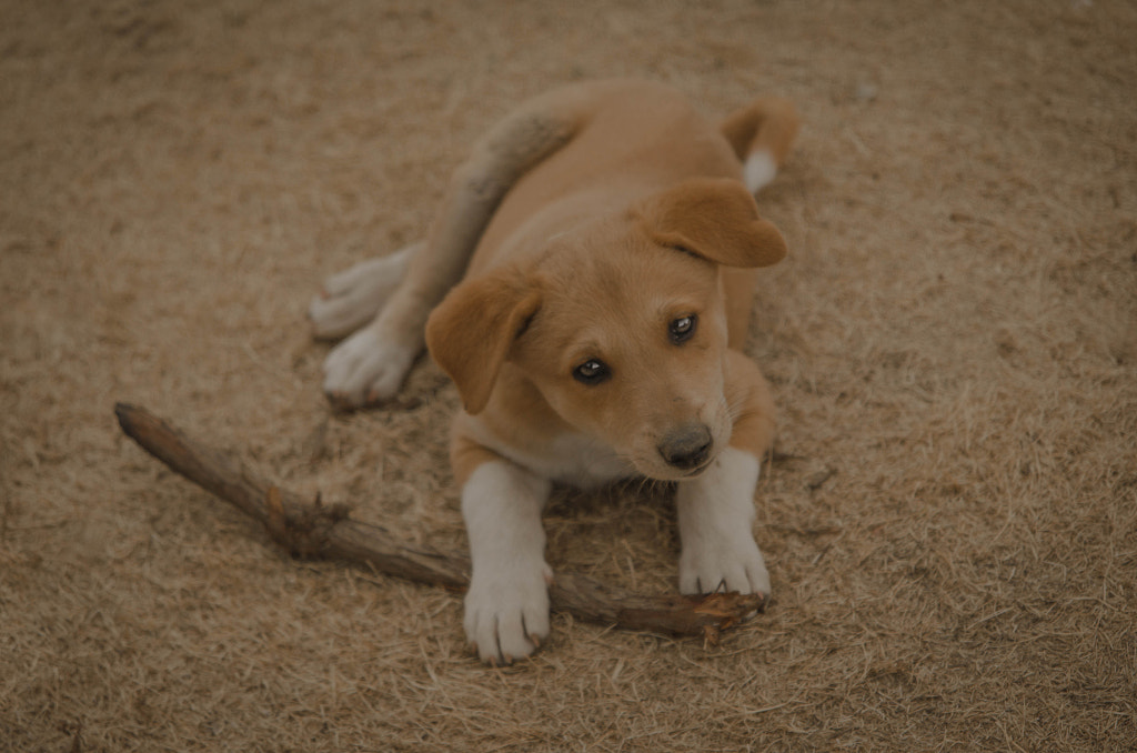 baladi dog by Alex / 500px