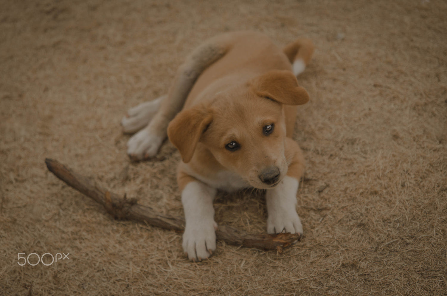 baladi dog by Alex / 500px