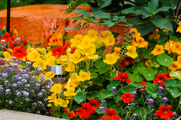 various colored flowers planted next to an orange tree stump by Mark ...