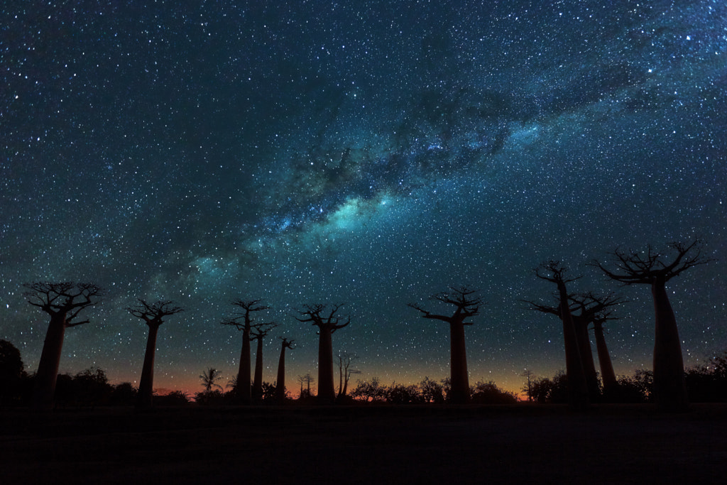 Baobab trees under milky way by Kelvin Zhang / 500px