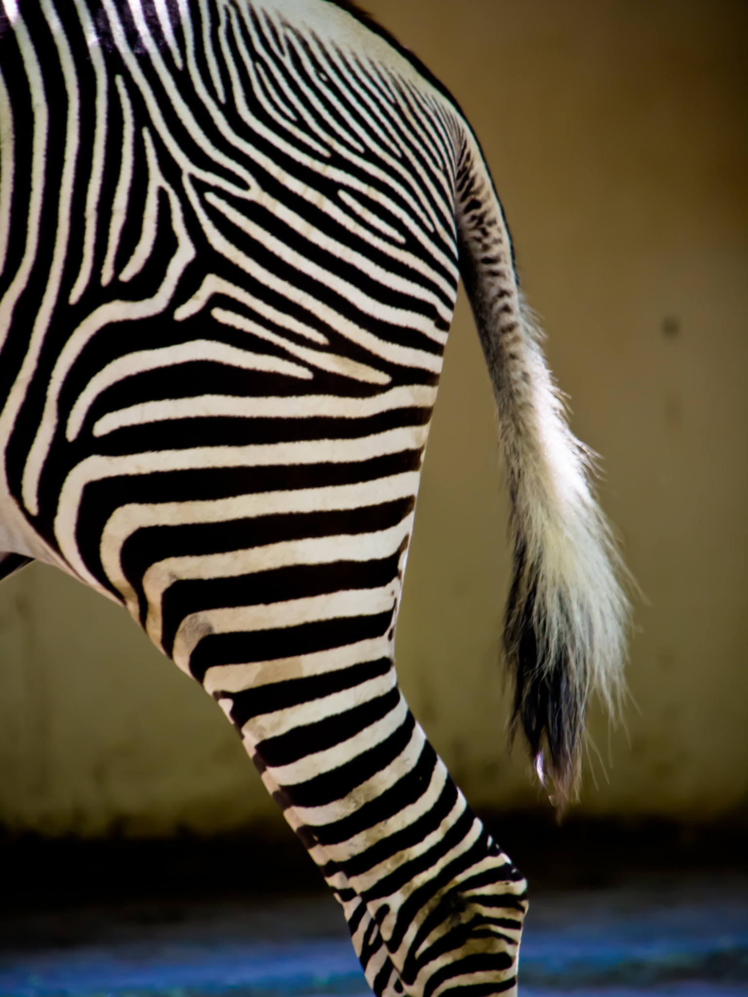 Zebra tail. by Christian Hauzar - Photo 22499791 / 500px