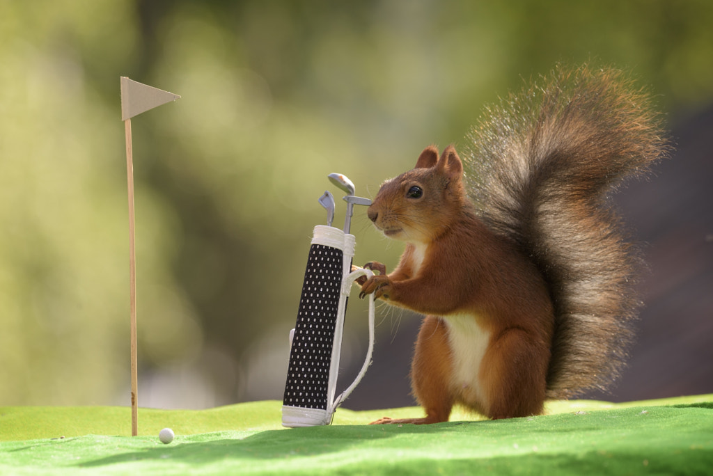 squirrel holding a golf bag by Geert Weggen / 500px