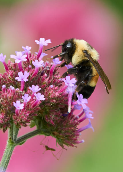 Rusty-patched bumble bee by John Davis / 500px