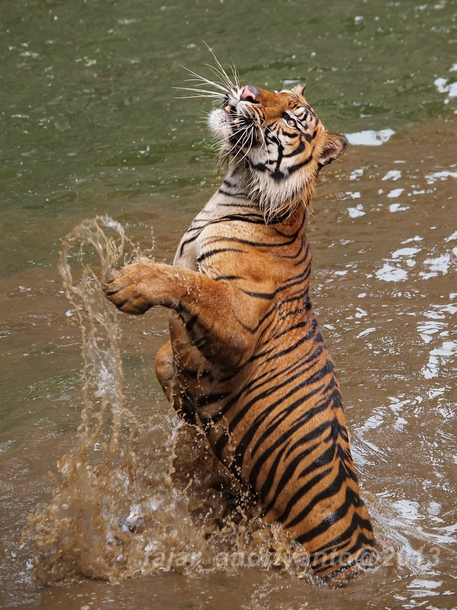 the jumping tiger by Fajar Andriyanto - Photo 22610209 / 500px