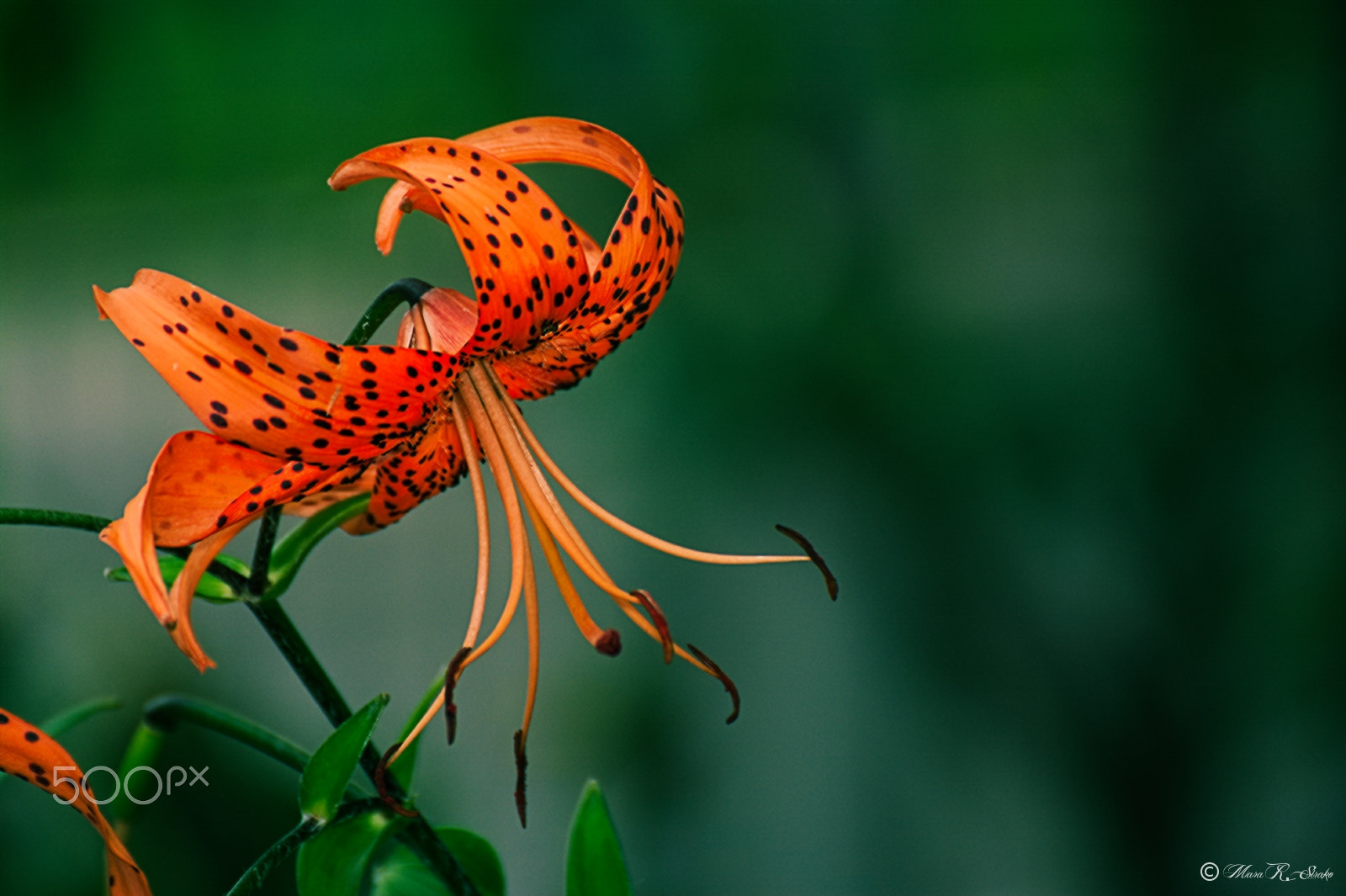 Lily by Mara R. Sirako / 500px