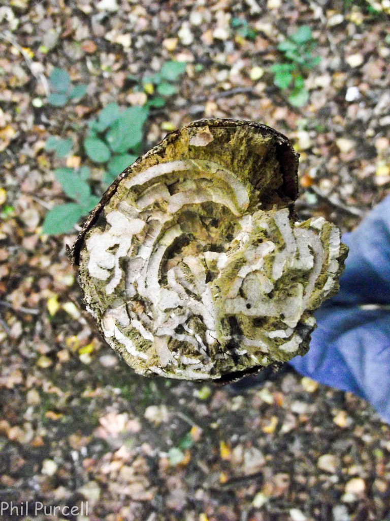 Tree Stump by Phil Purcell / 500px