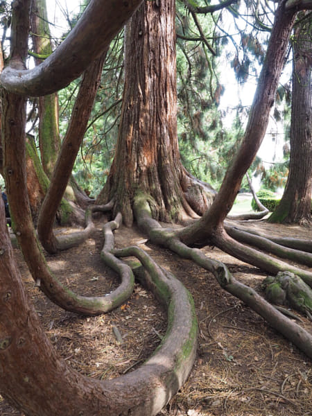 Giant Sequoia by John Harris / 500px