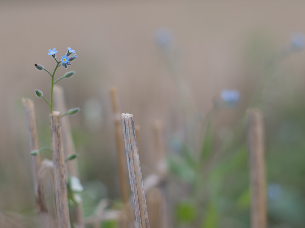 Radioactive thorium glass: Super Takumar 50mm f1.4 by Niels Peter ...