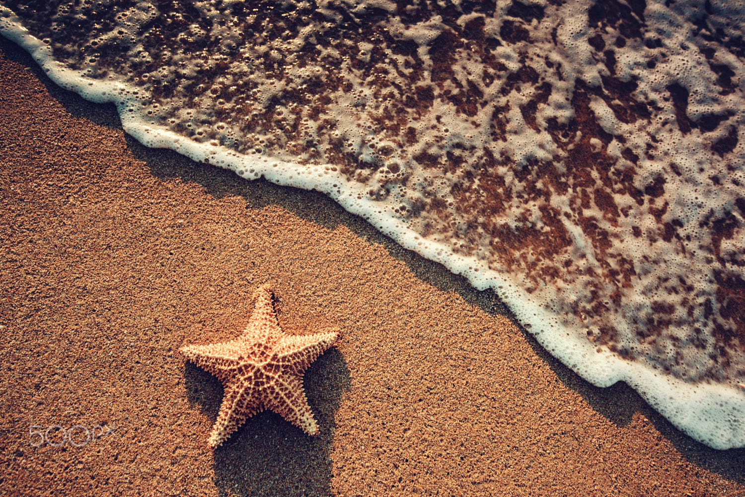 Seastar or sea starfish standing on the beach. by Valentin Valkov / 500px