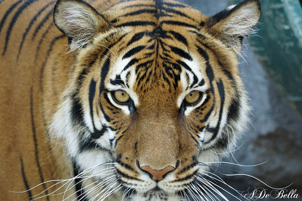 Beautiful Malaysian Tiger from the Tulsa Zoo, I no ... by A DeBella / 500px