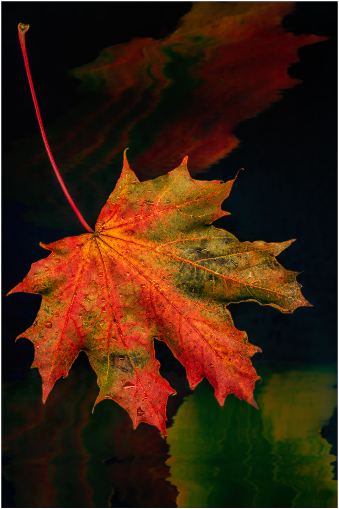 Maple Leaf by Hansjürgen Zobel / 500px