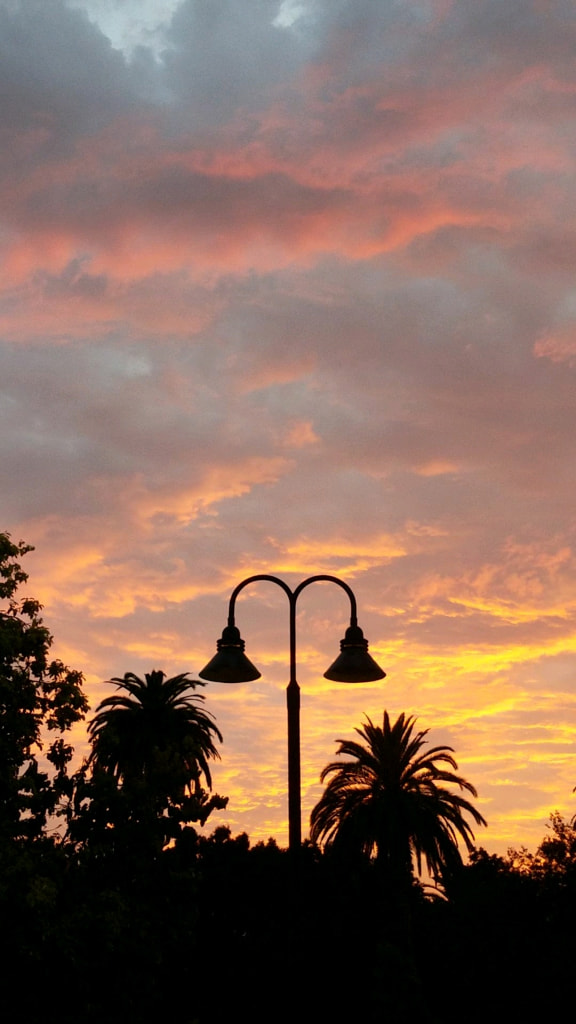 Sunset Glow Over Palm Trees | landscape photo by Sean | 500px