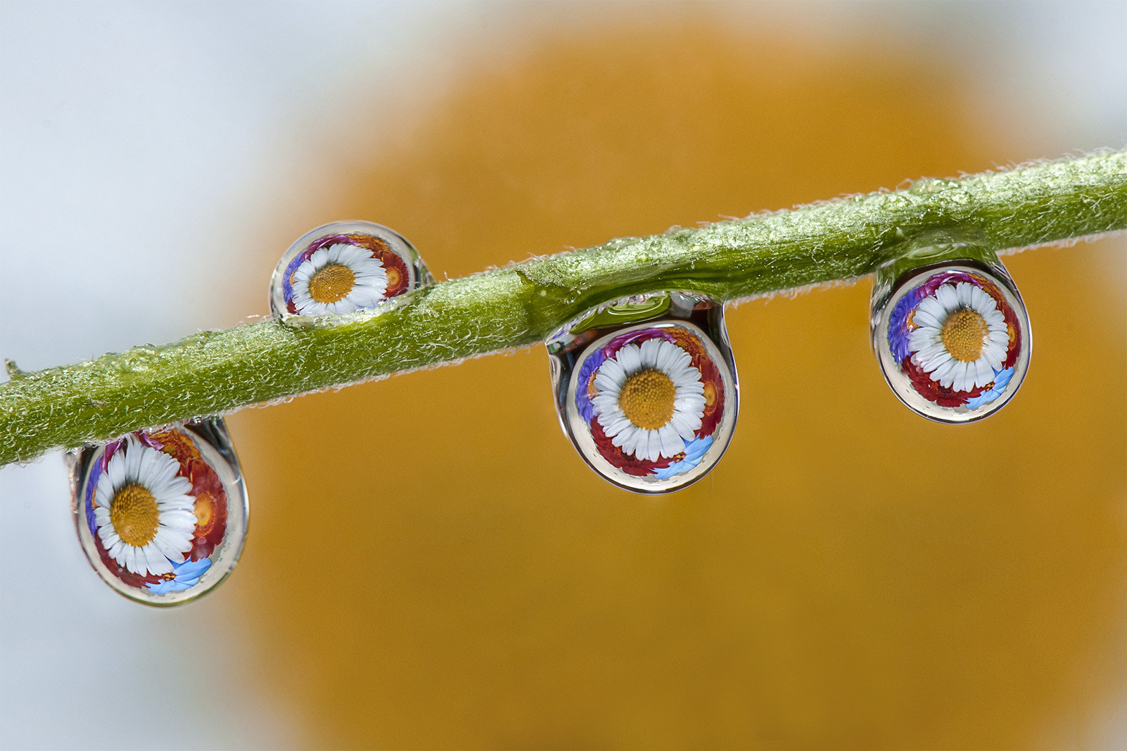Drops Of Colour by Dave Wood | 500px