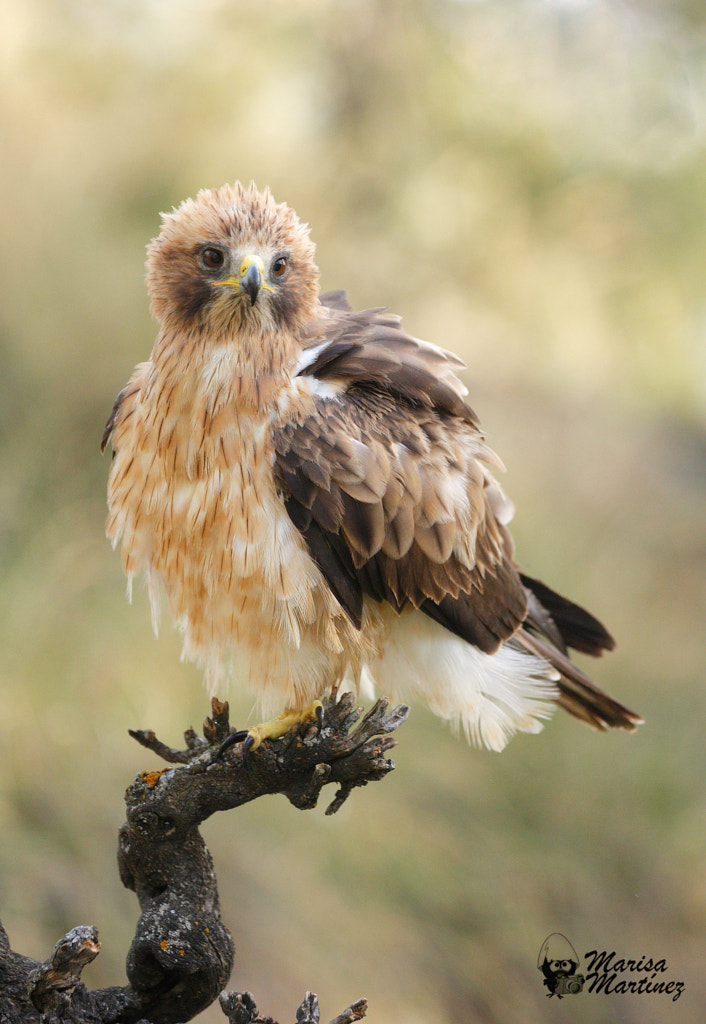 Booted Eagle 'Afro Style' by Marisa Martinez / 500px