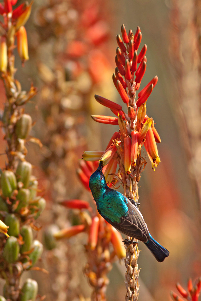 Marico Sunbird by Jochen Van de Perre / 500px