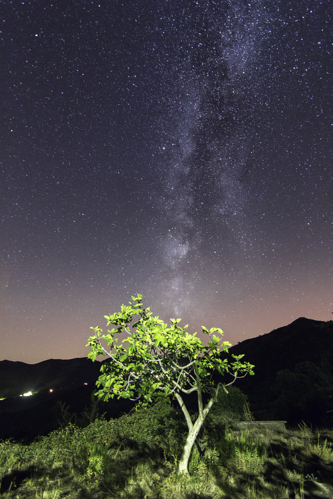 Milky Way From The Fig Tree by Ibrahim Seddik Taleb / 500px