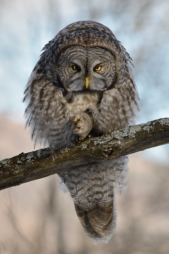 looks could kill by Dominic Roy / 500px