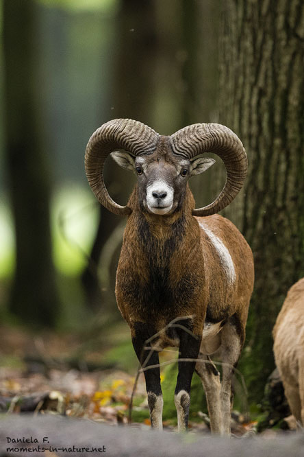 Mufflon - Widder by Daniela Fett / 500px