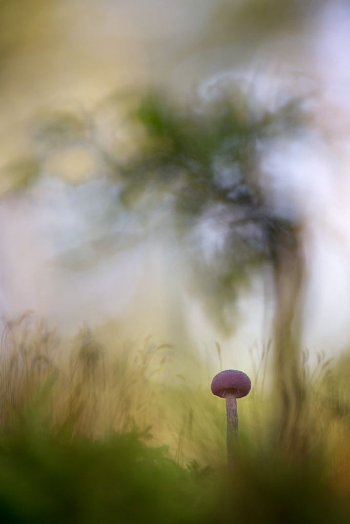 Bury Me Under The Weeping Willow (Natalie Merchant) by Rob Olivier / 500px