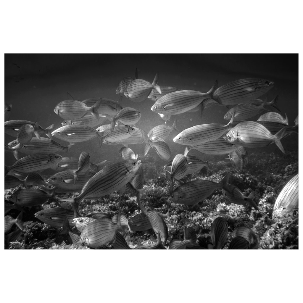 fishland by Raymar Ibiza / 500px