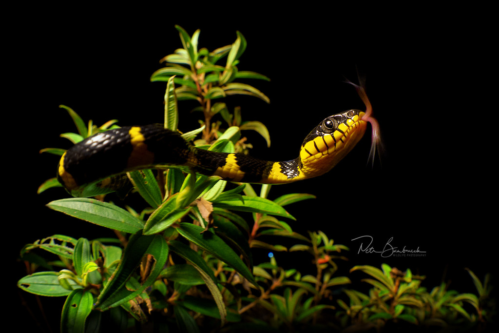 Yellow-ringed Cat Snake | Malaysia by Petr Bambousek / 500px