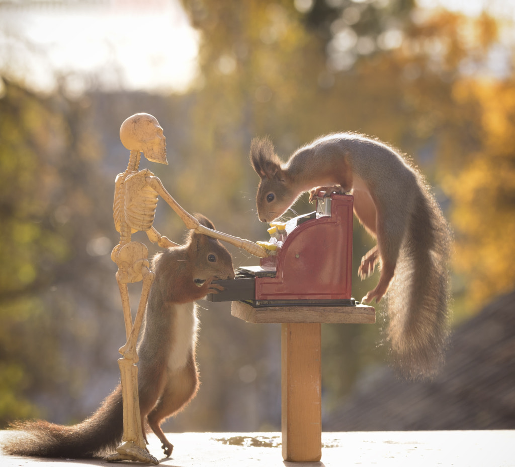 squirrels holding a cash register with skeleton by Geert Weggen / 500px