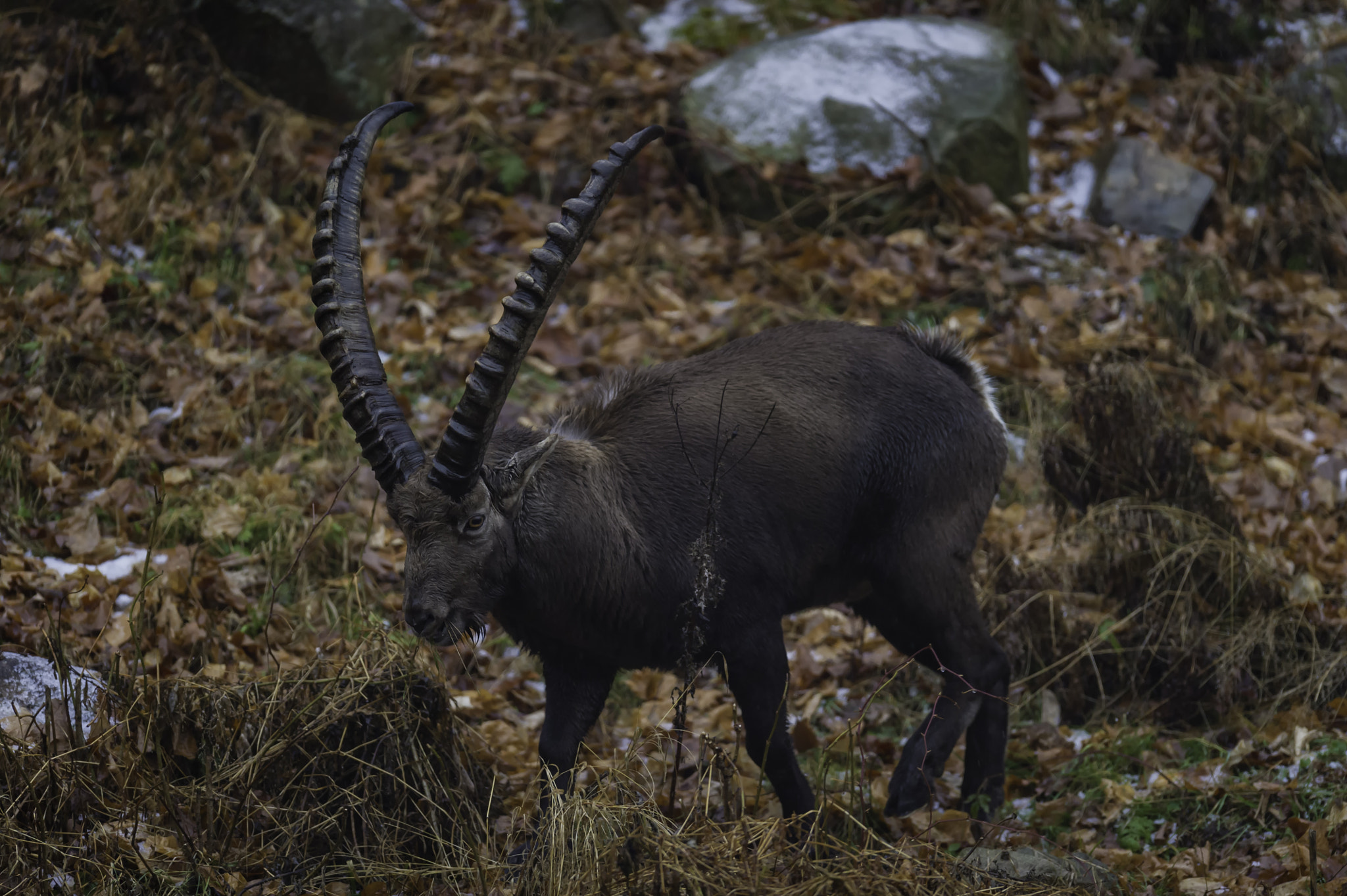 An Ibex in Autumn by Daniel Parent / 500px