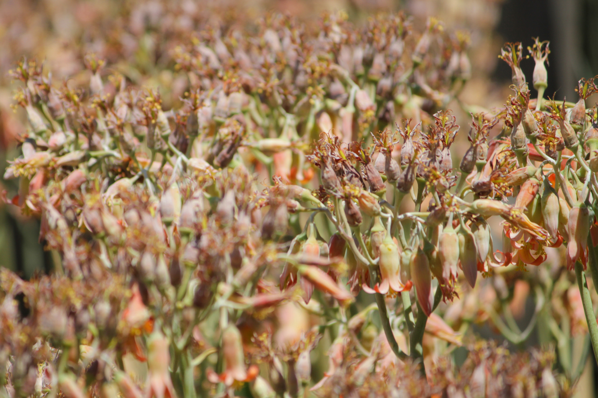 The flowers by Carlos Santos | 500px
