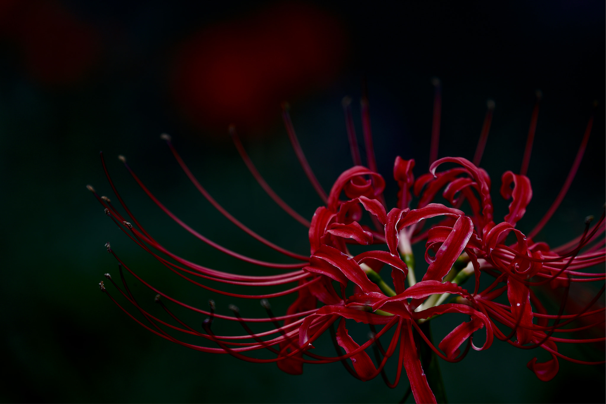 Lycoris radiata by Yuta / 500px