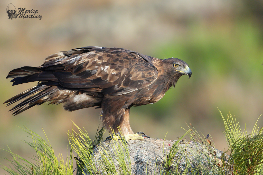 Aguila Real - Golden eagle by Marisa Martinez / 500px
