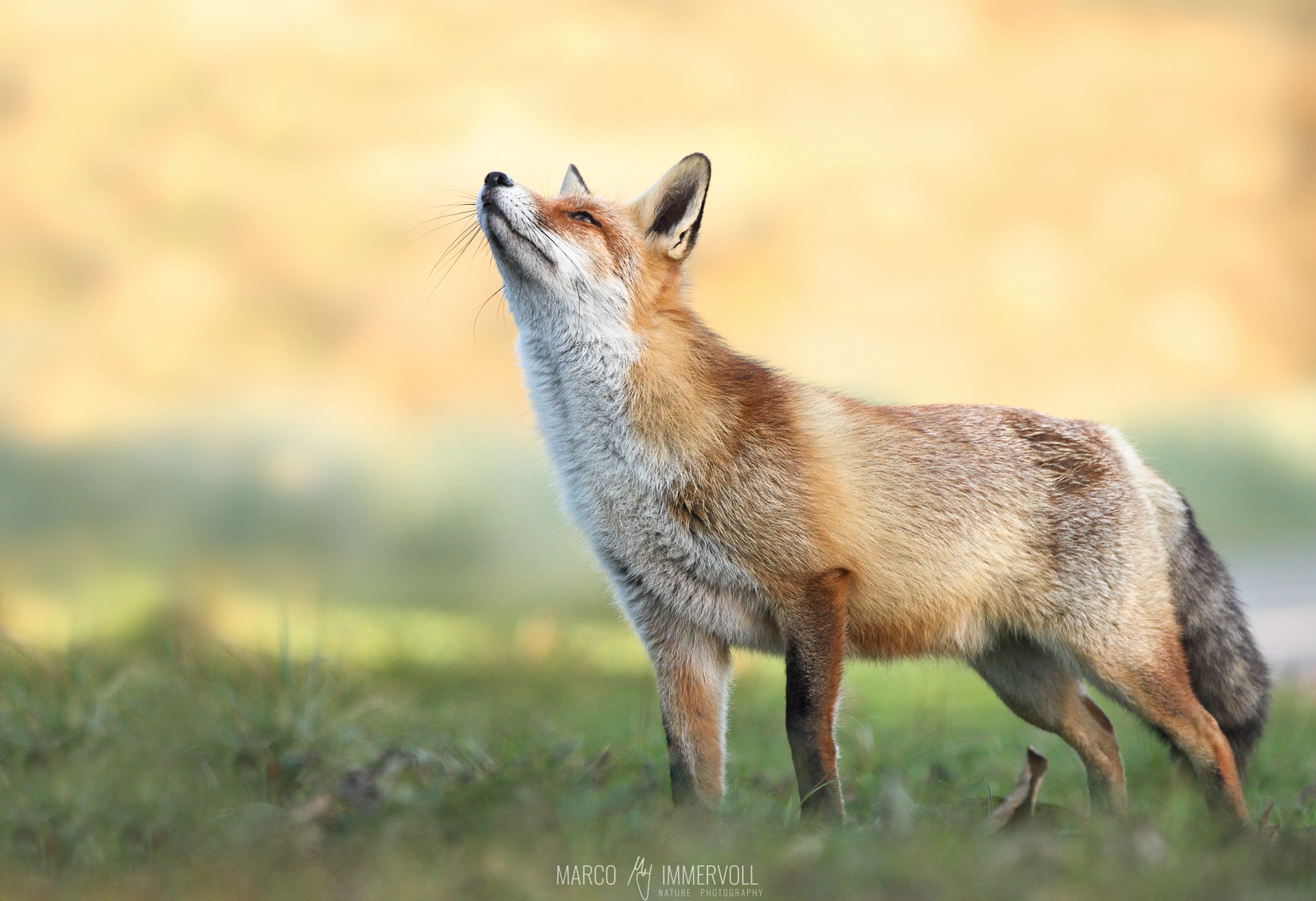 Red Fox looking up the sky by Marco Immervoll / 500px