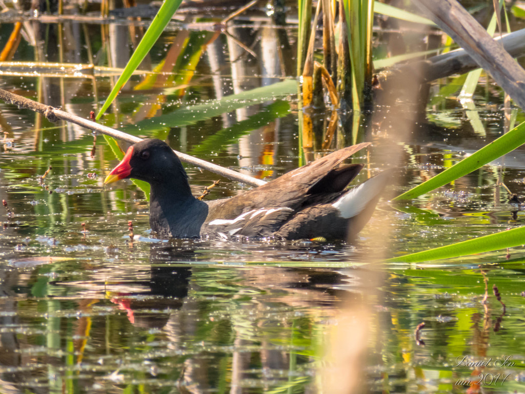 Gainusa de balta ( Gallinula chloropus ) Ordinul Gruiformes Familia ...