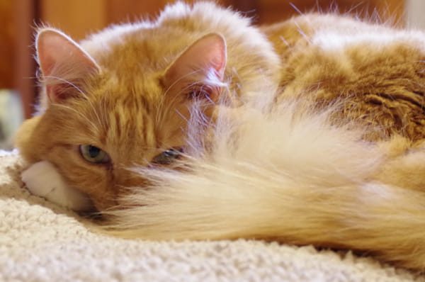 I see You by Thomas Needham | 500px