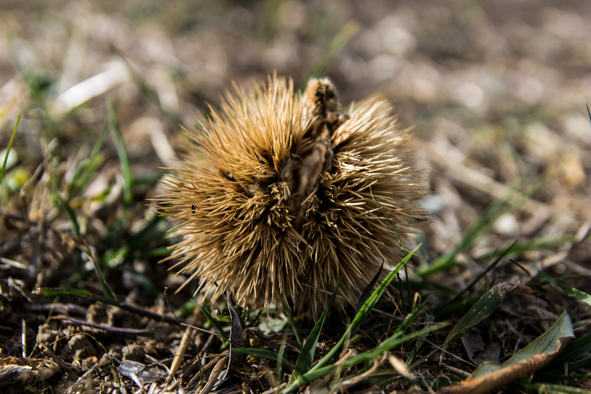 Beech Nuts In Spiky Shell by Jonathan Casucci / 500px