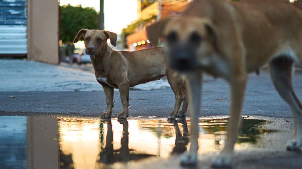 Mexico street dogs by Lukáš Taláb / 500px