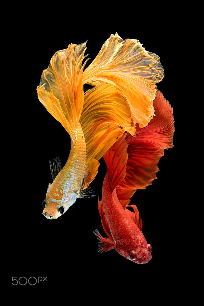Siamese fighting fish by Panom Bounak / 500px