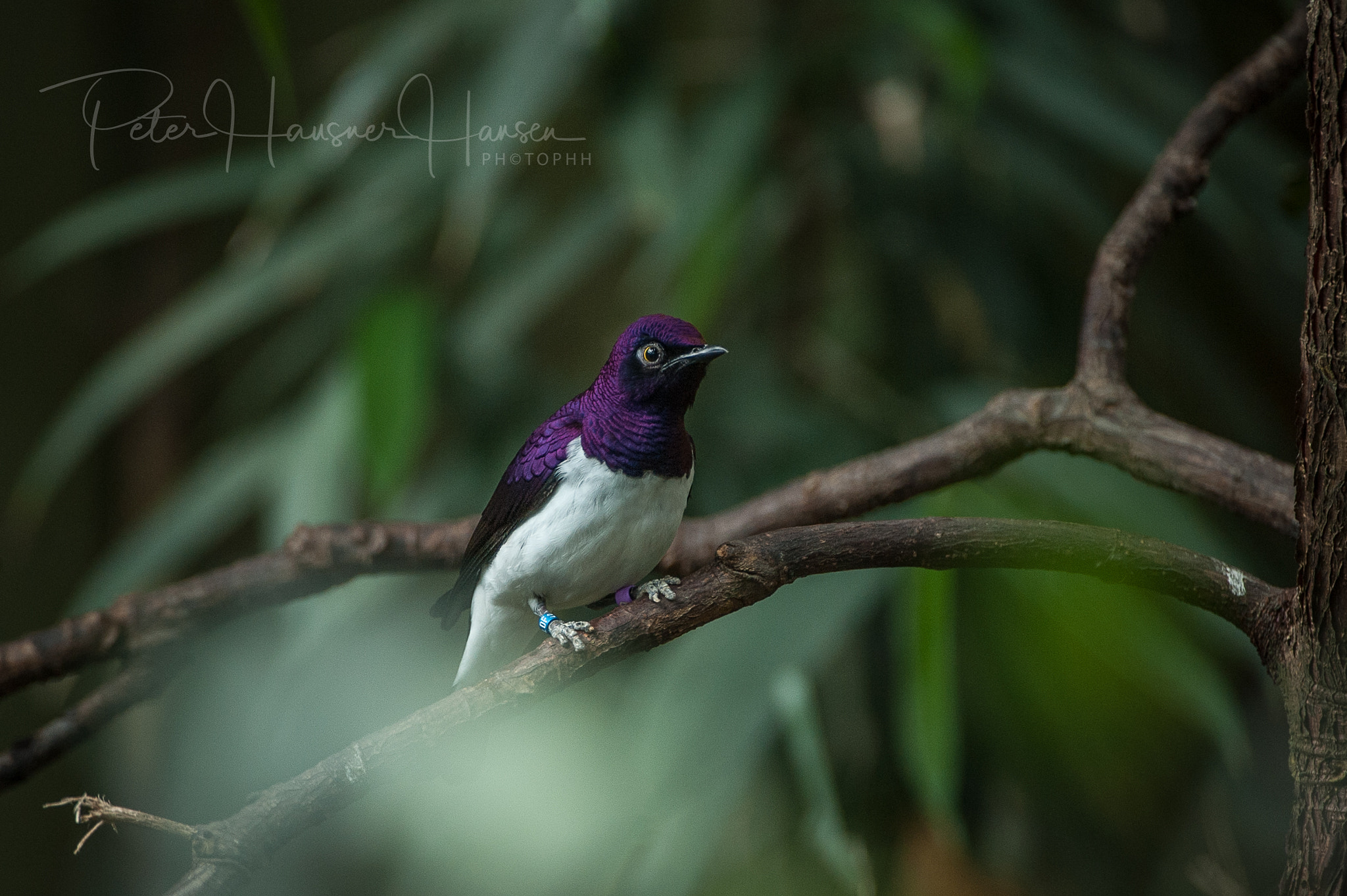 Purple bird by Peter Hausner Hansen / 500px