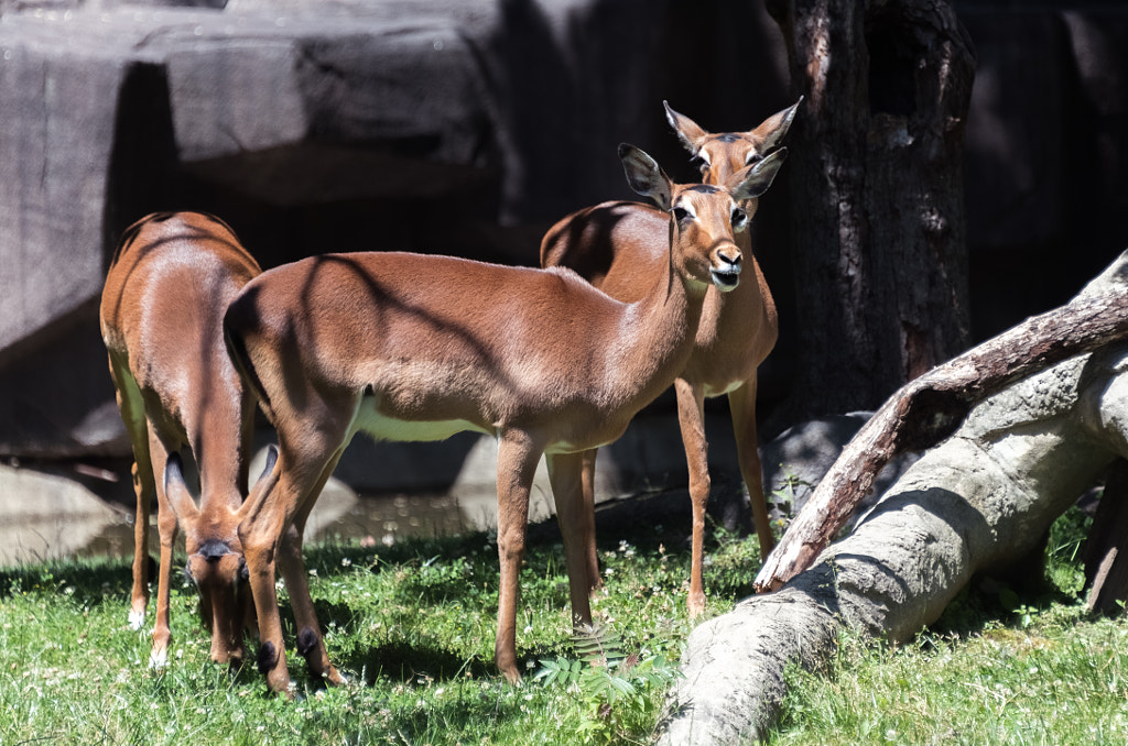 Big impala on the green grass on the field by Ian Dikhtiar / 500px