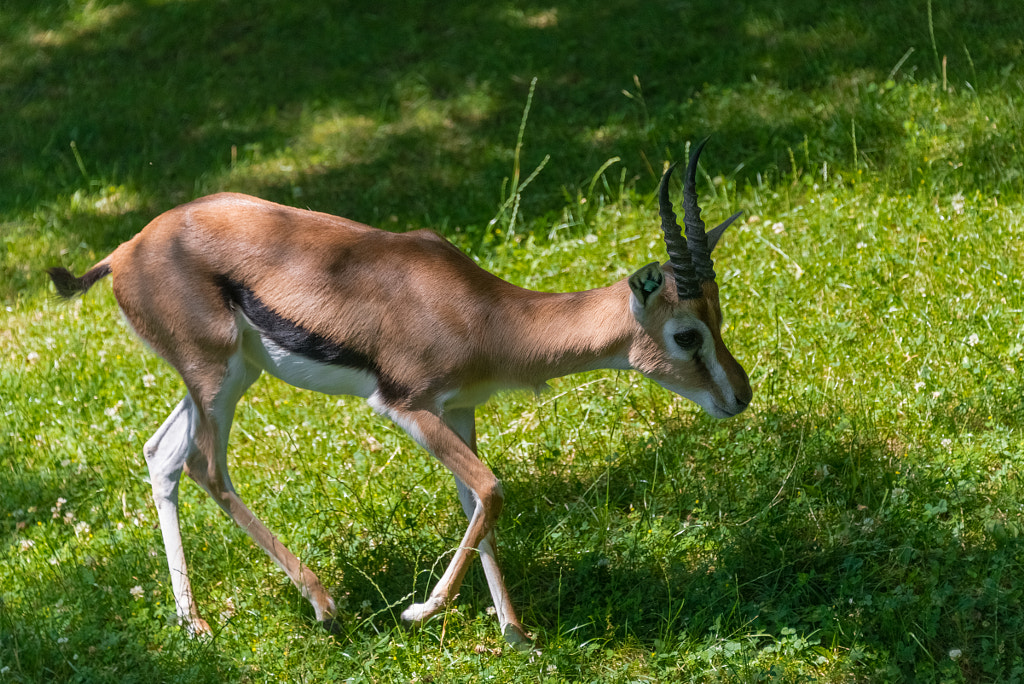 Big impala on the green grass on the field by Ian Dikhtiar / 500px