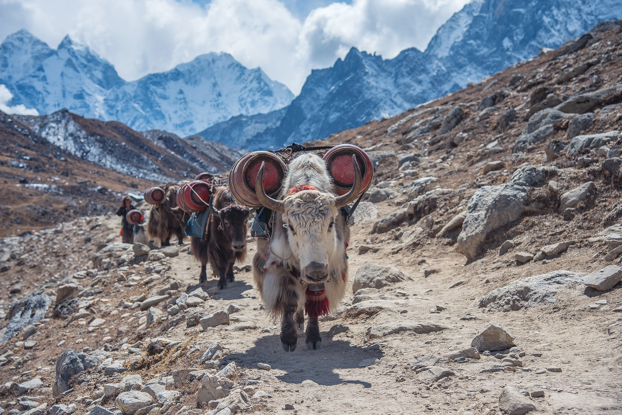 Yak caravan in Everest Region by Samde Sherpa - Photo 235665633 / 500px