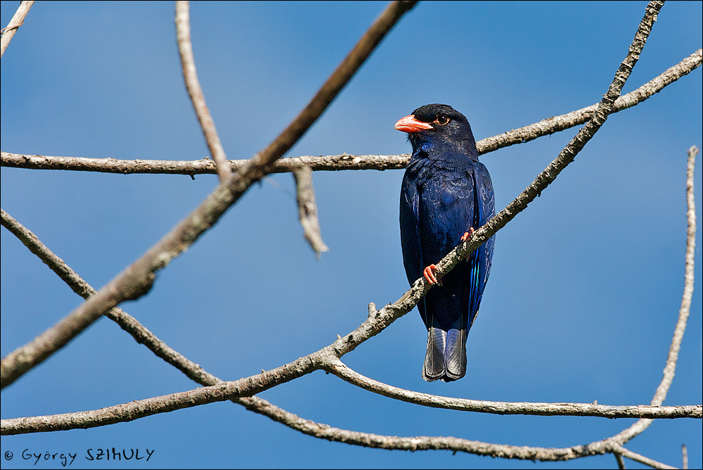 Azure Dollarbird (Eurystomus azureus) by Gyorgy Szimuly / 500px