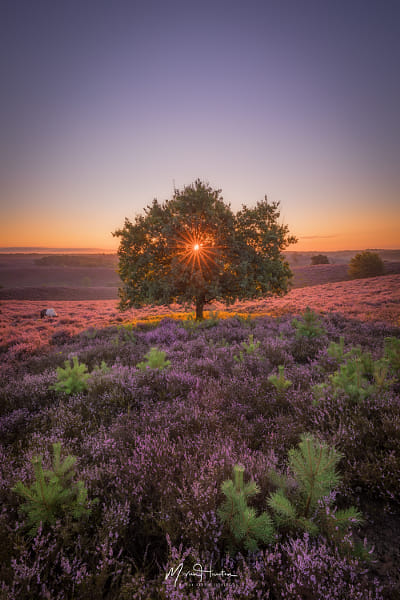 The heather tree by Markus van Hauten | 500px