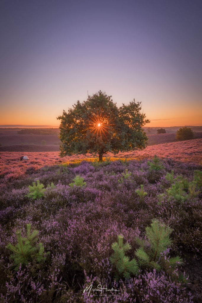 The heather tree by Markus van Hauten | 500px