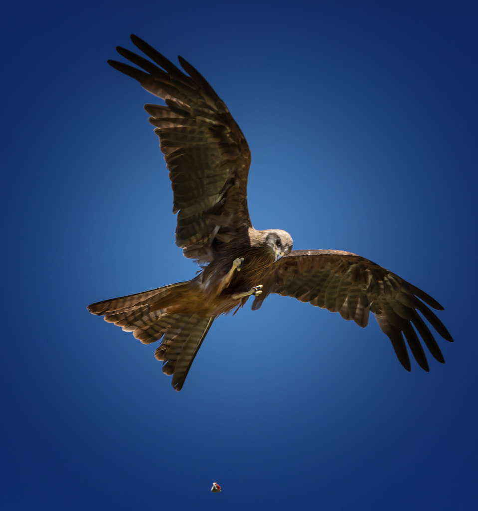 Black Kite ready to catch food with Talons by Morrie Mariani / 500px